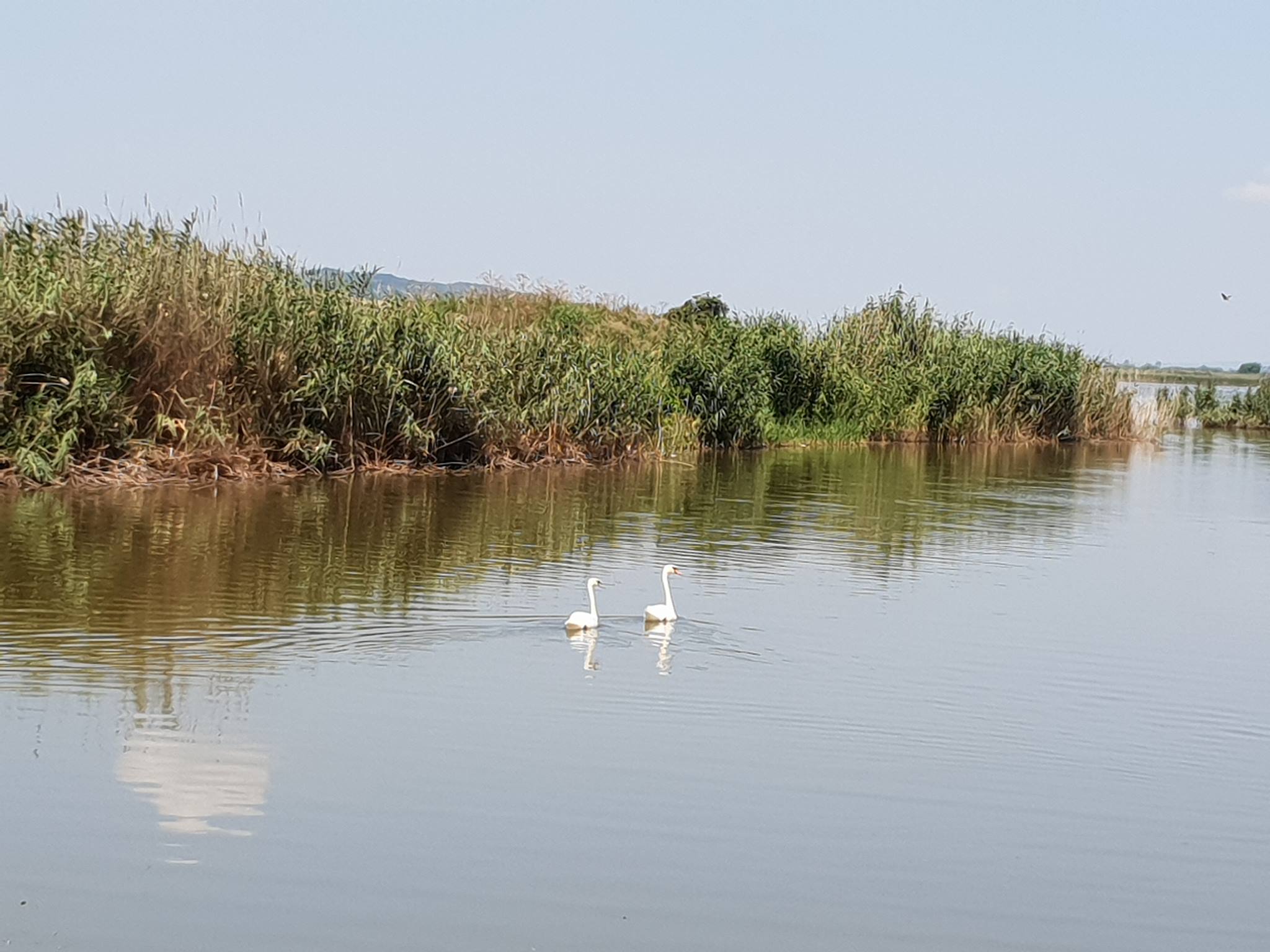 ”Delta Moldovei”, declarată sit Ramsar. Ce înseamnă asta - spotmedia.ro