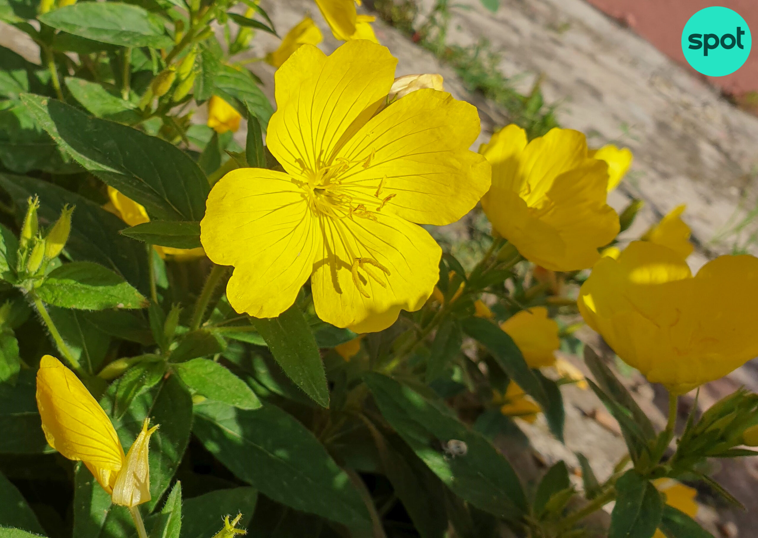 Meteo: Vara mai stă pe la noi - spotmedia.ro