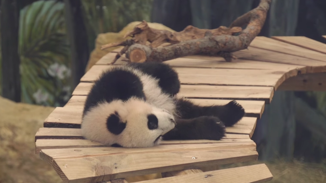 Primul pui de panda gigant născut în Olanda a fost prezentat publicului ...