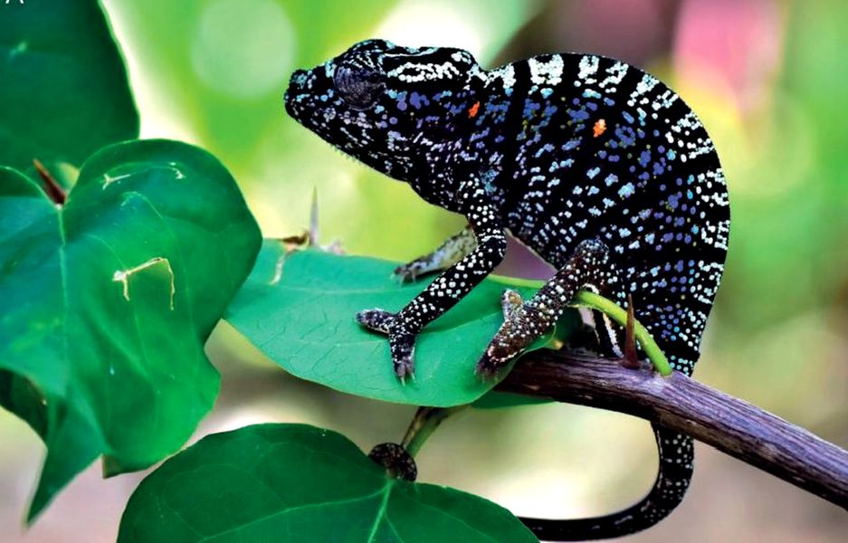 O specie a fost redescoperită după mai bine de un secol! Femelele sunt ...