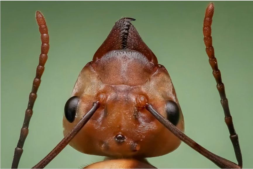 O specie de furnici este echipată cu un tip de armură nemaivăzut până ...