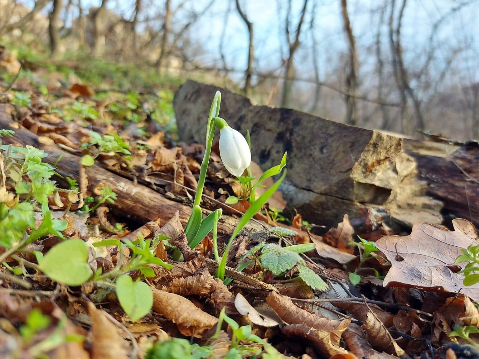 În plină iarnă, la munte au apărut primii ghiocei (Galerie foto ...