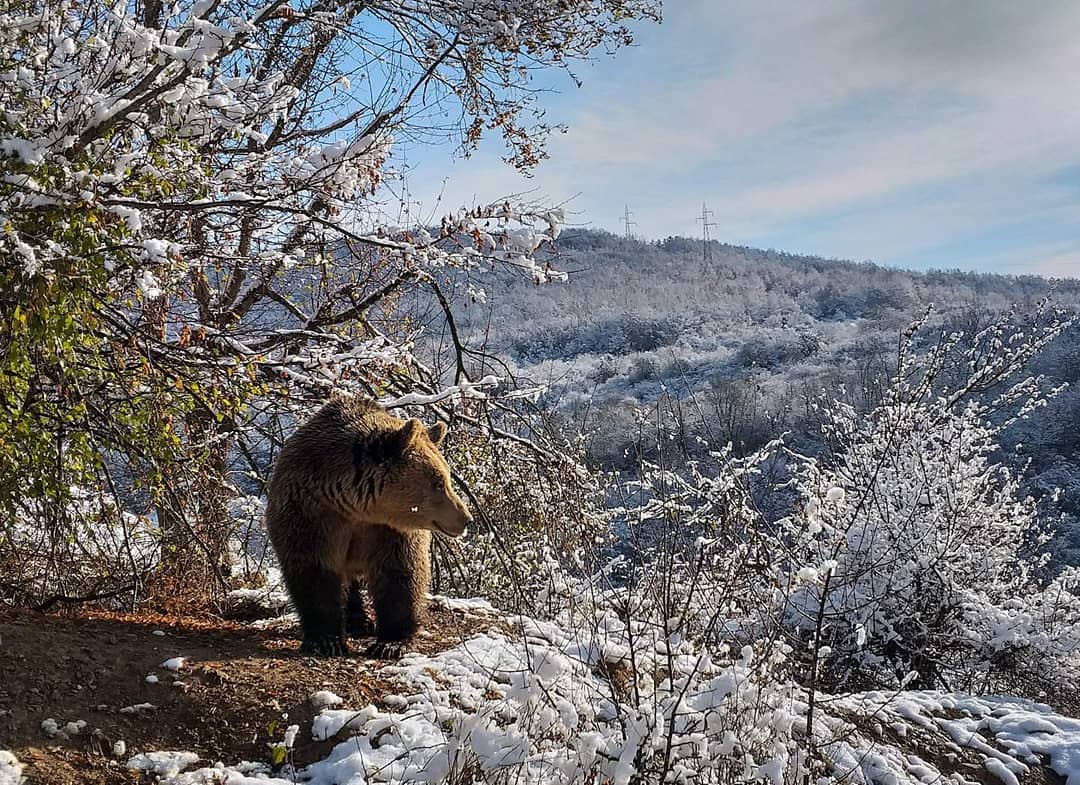 O ursoaica şi puii ei care aveau bârlog la Izvoru Mureşului au fost ...