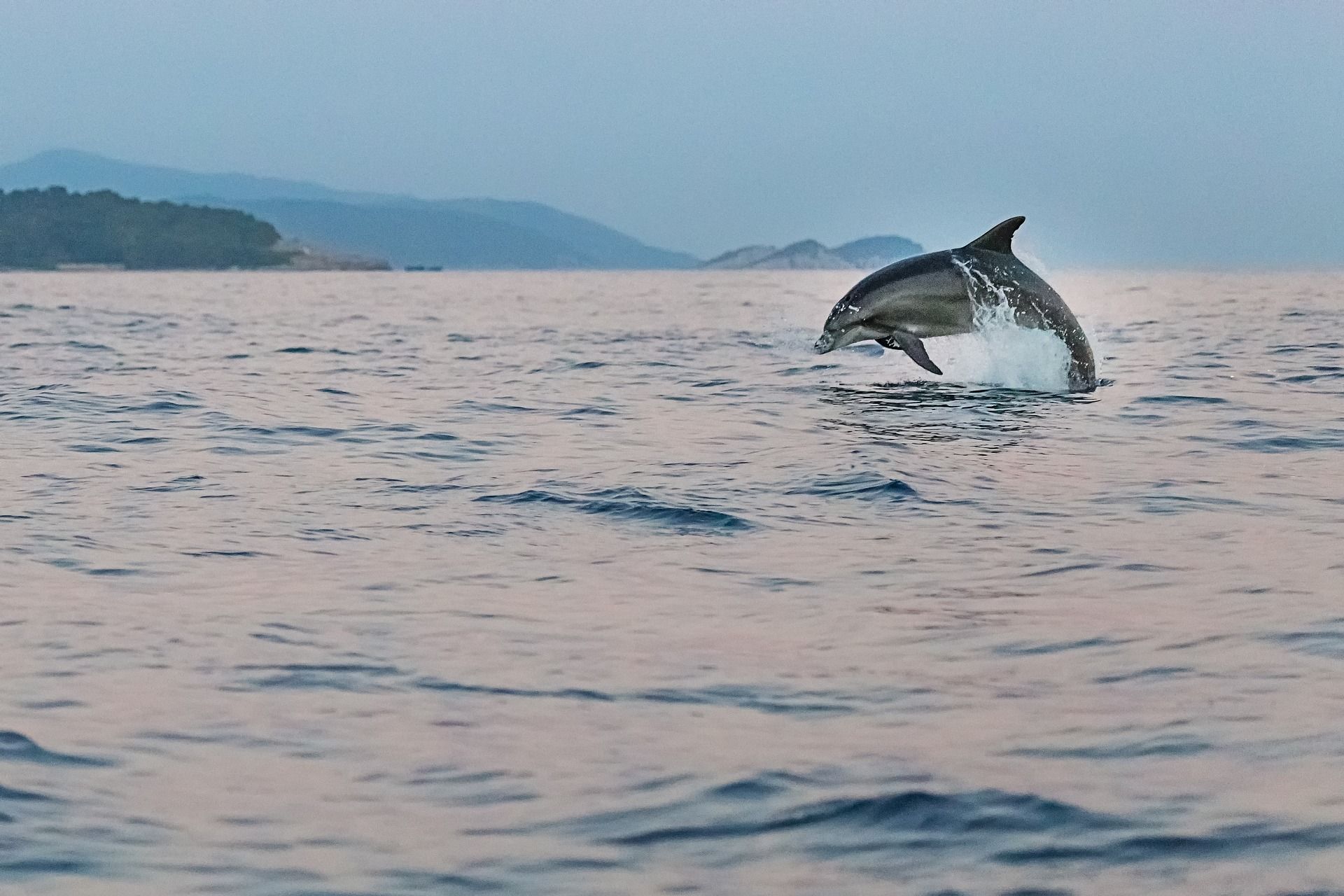 Primul sanctuar pentru delfini care au trăit în captivitate - spotmedia.ro