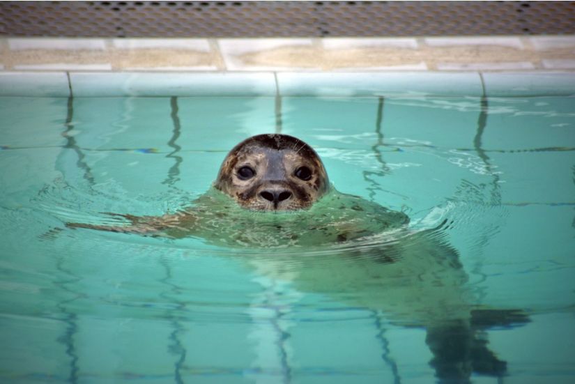 În anii '80, o focă ne-a imitat limbajul. Ce-au mai descoperit biologii ...