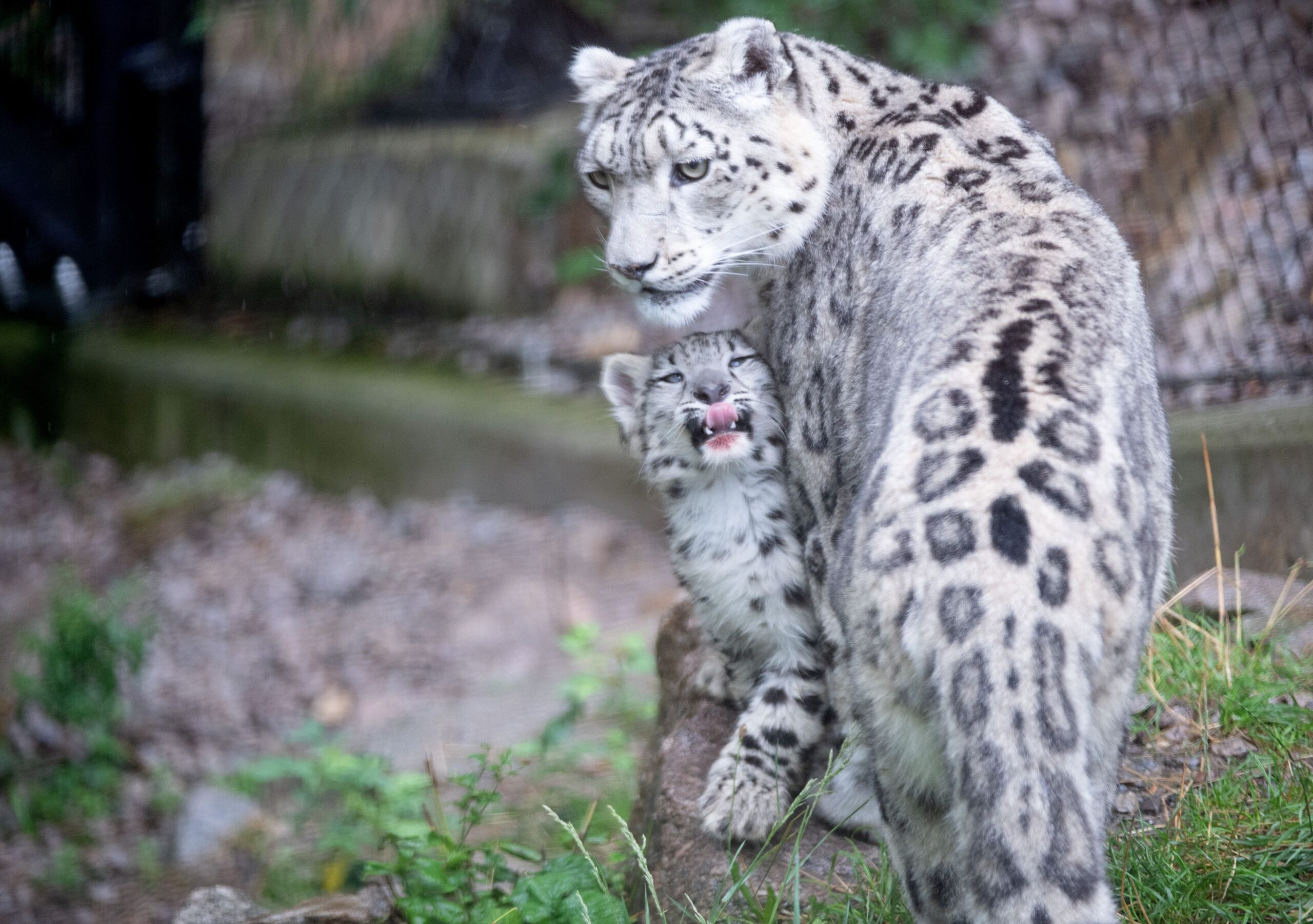 Trei leoparzi ai zăpezilor au murit de Covid-19 - spotmedia.ro