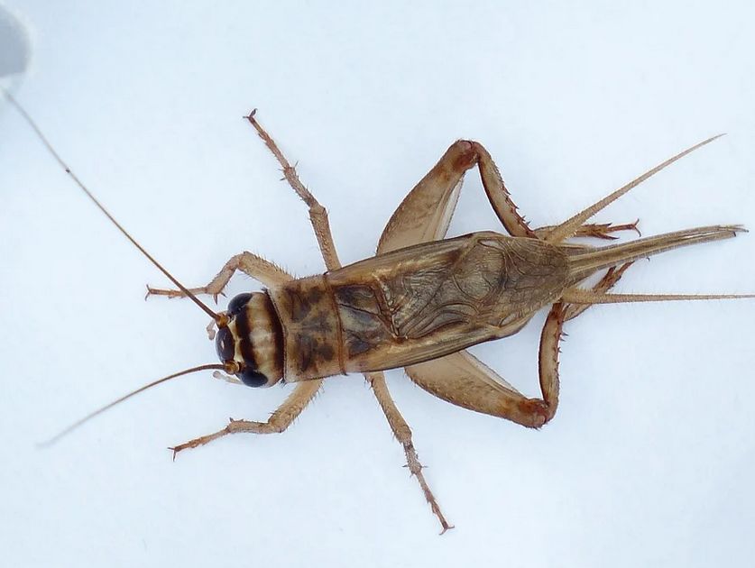 Greierele de casă, a treia insectă autorizată ca ingredient alimentar ...