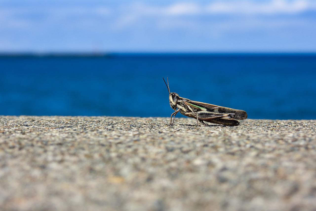 Invazie de lăcuste în Sardinia - spotmedia.ro