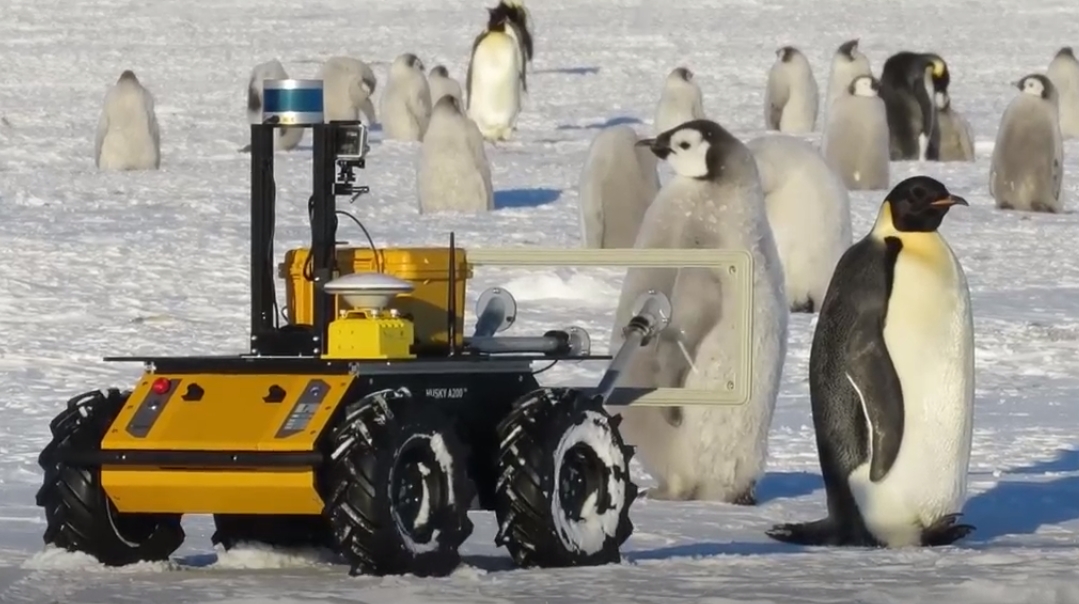 Un robot spionează pinguinii imperiali din Antarctica (Video ...