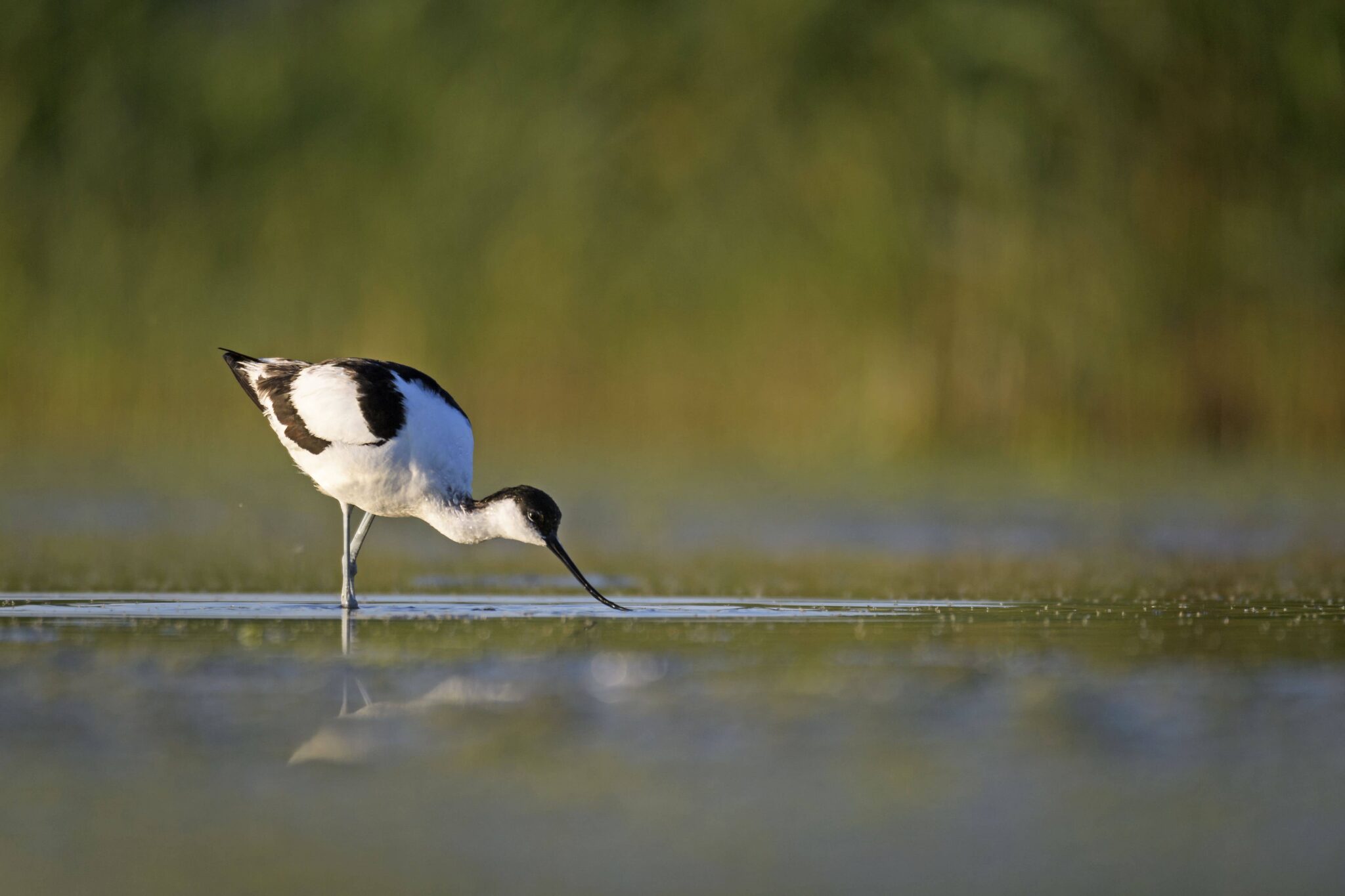 De Ziua Animalelor, fă cunoștință cu o parte dintre viețuitoarele din ...