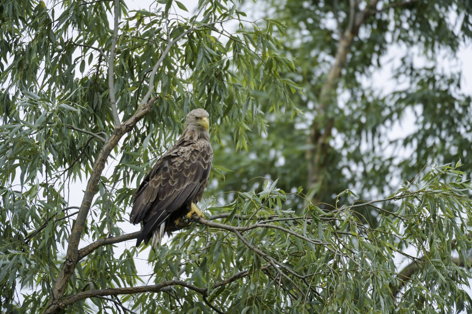 De Ziua Animalelor, fă cunoștință cu o parte dintre viețuitoarele din ...