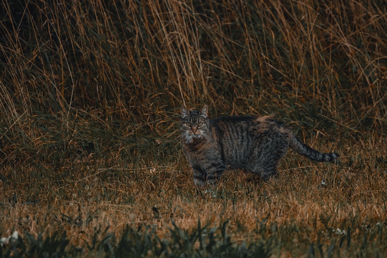 Insula care renunță la sute de mii de turiști pentru a proteja 100 de ...