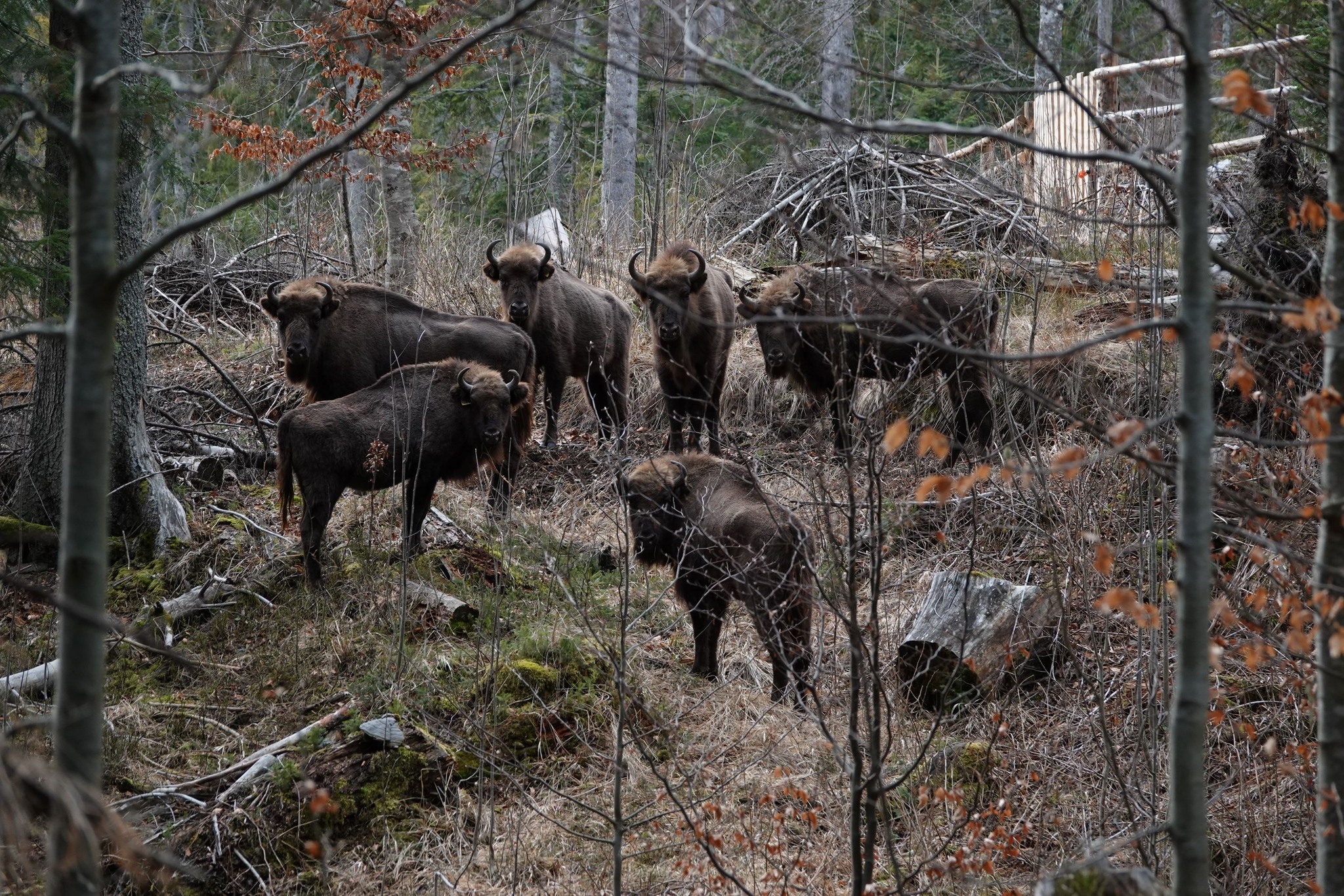 12 zimbri aduși din Suedia, Germania și Slovacia vor fi eliberați în ...