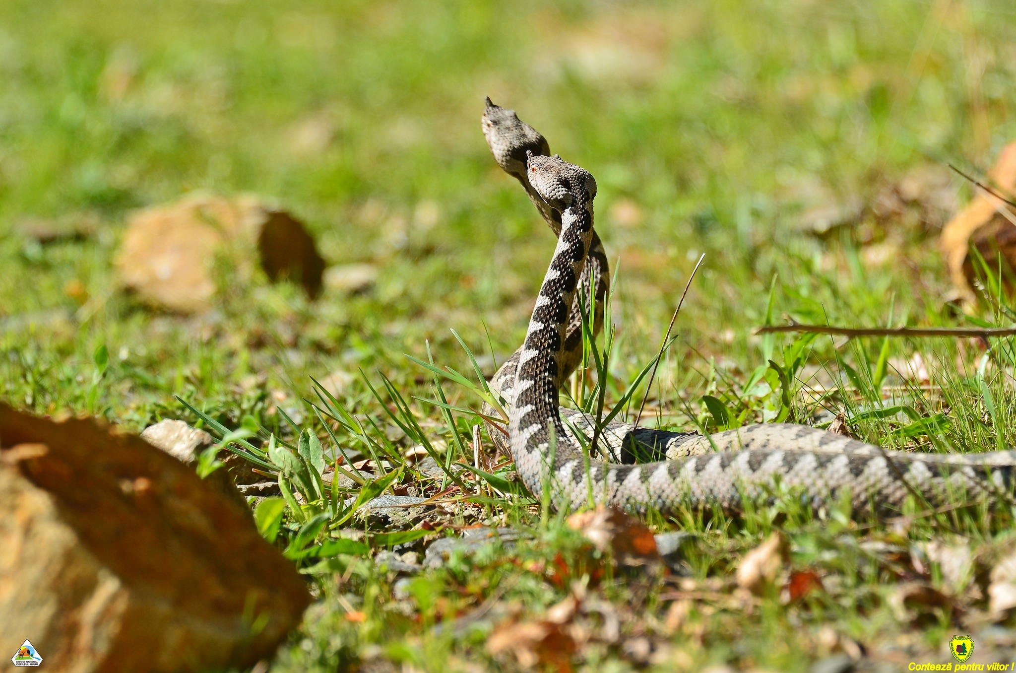 A început sezonul împerecherii viperelor. Cum să eviți mușcătura de ...