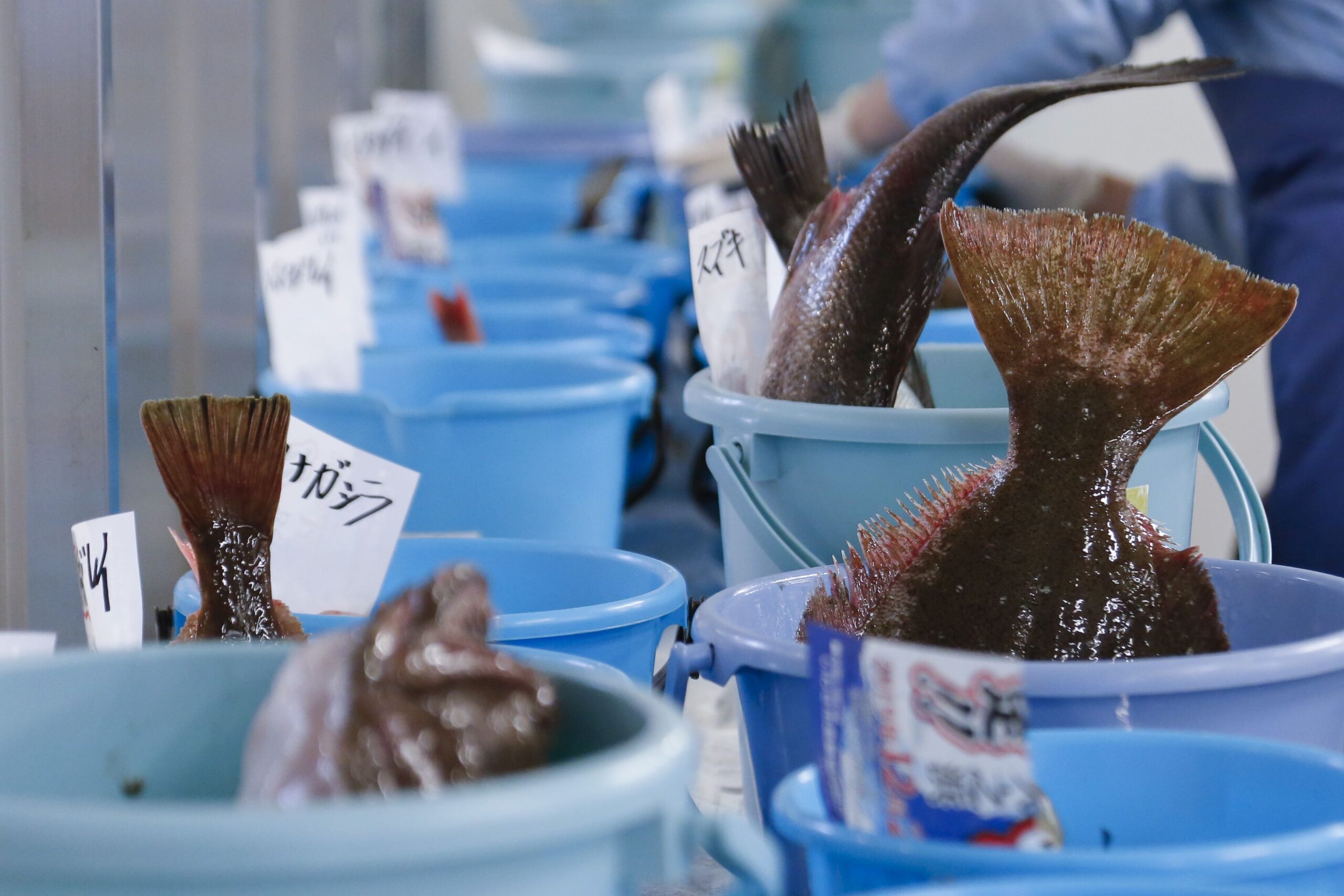 Un pește prins în zona centralei nucleare Fukushima avea ...