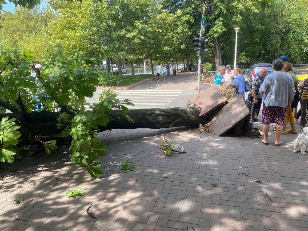 Un copac a căzut peste un om în București - spotmedia.ro
