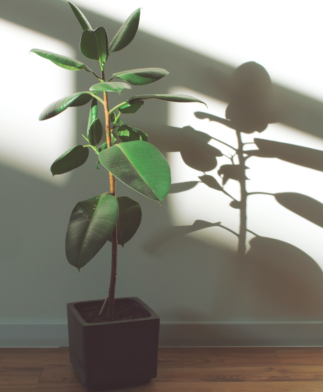 Ficus: Ghidul de îngrijire pentru o plantă deosebită în casa ta ...