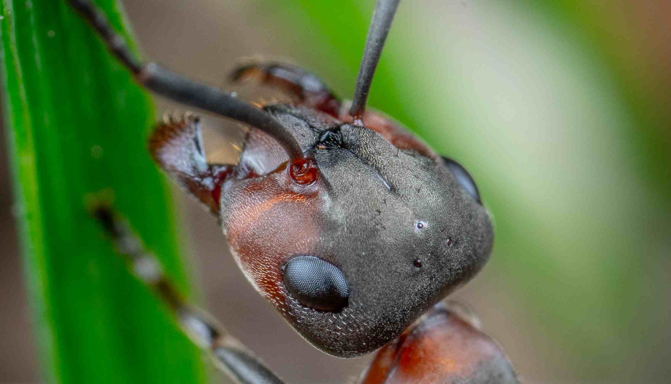 Una dintre cele mai distructive specii invazive a ajuns în Italia și s ...
