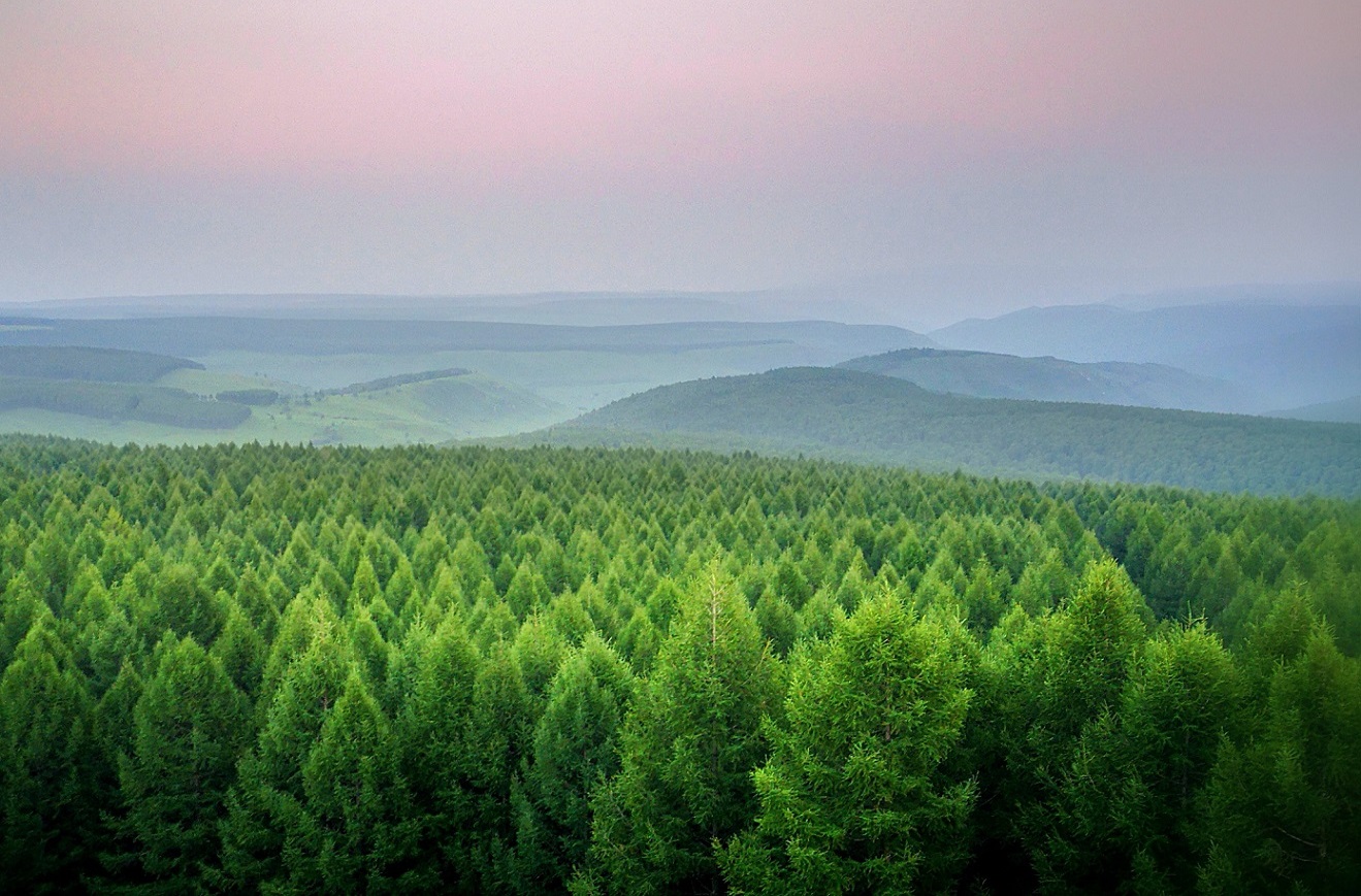 Țările din Europa cu cele mai întinse păduri: Cum stă România ...