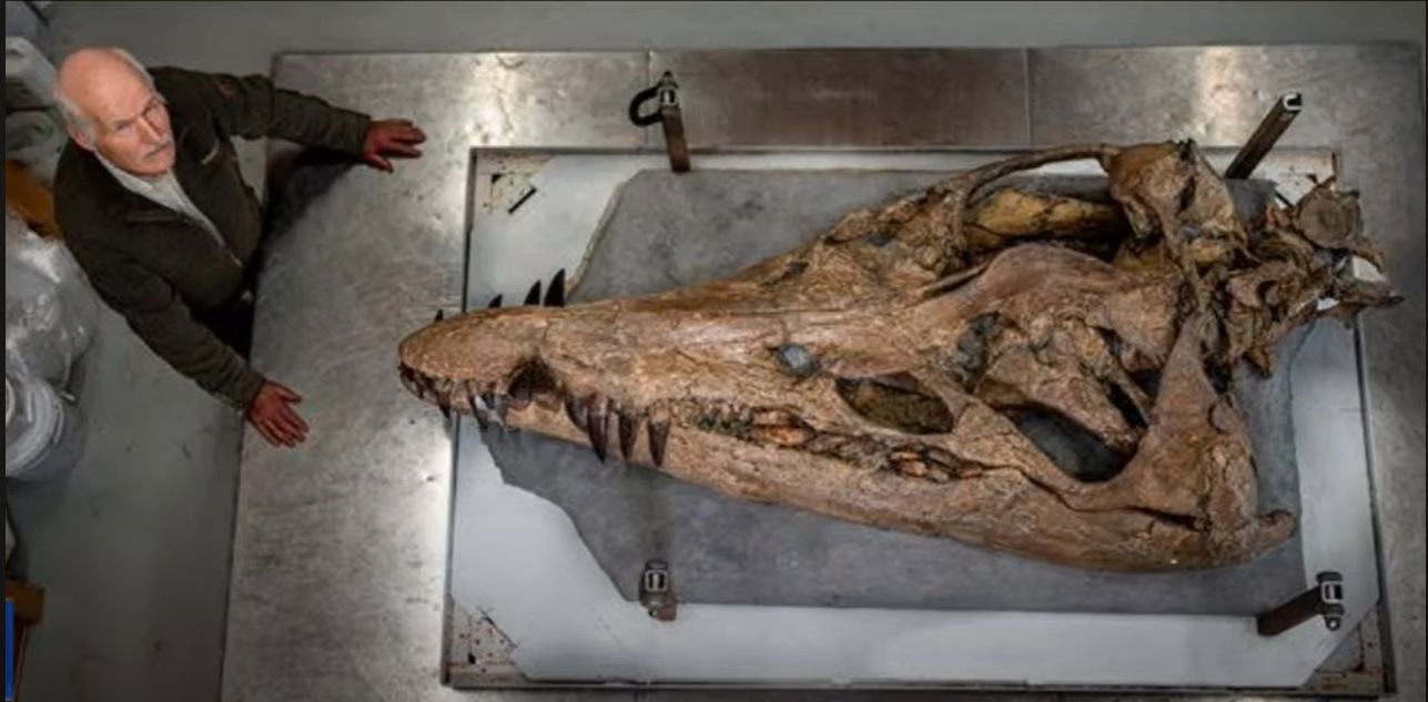 Craniul de doi metri al unui monstru marin a fost descoperit în Anglia ...