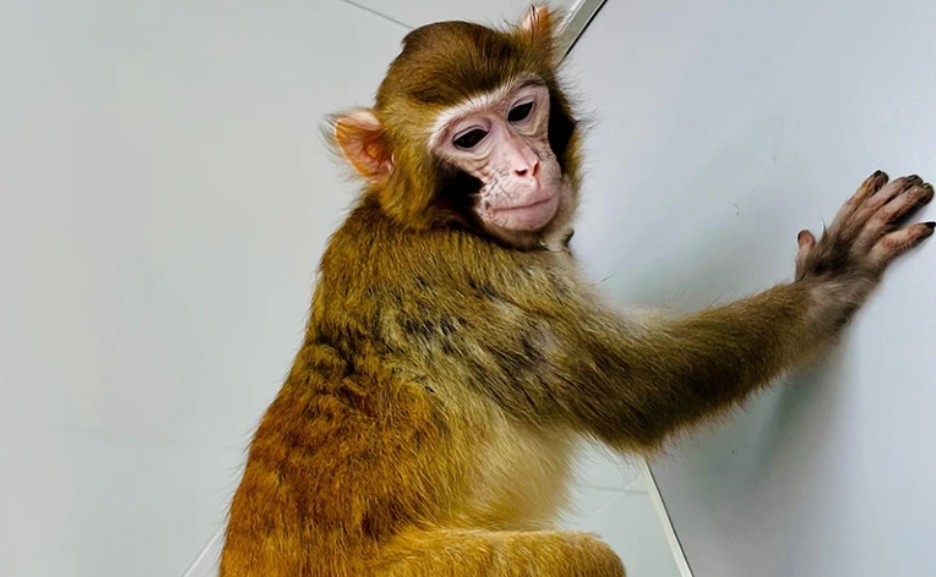 Prima clonare cu succes a unei maimuțe, la mai bine de 20 de ani de la ...