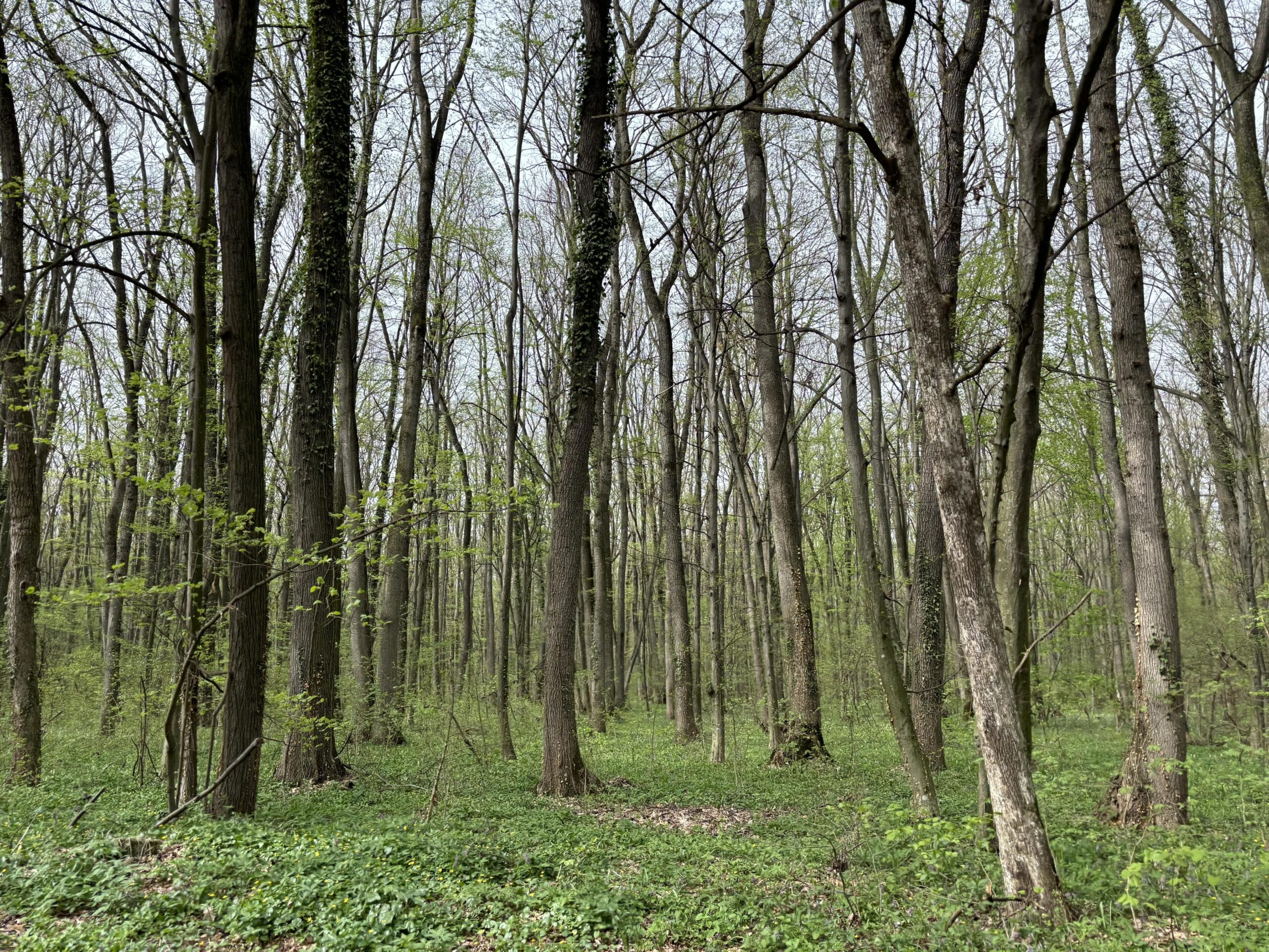 The new Forestry Code adopted with an overwhelming majority - spotmedia.ro The new Forestry Code adopted with an overwhelming majority - spotmedia.ro