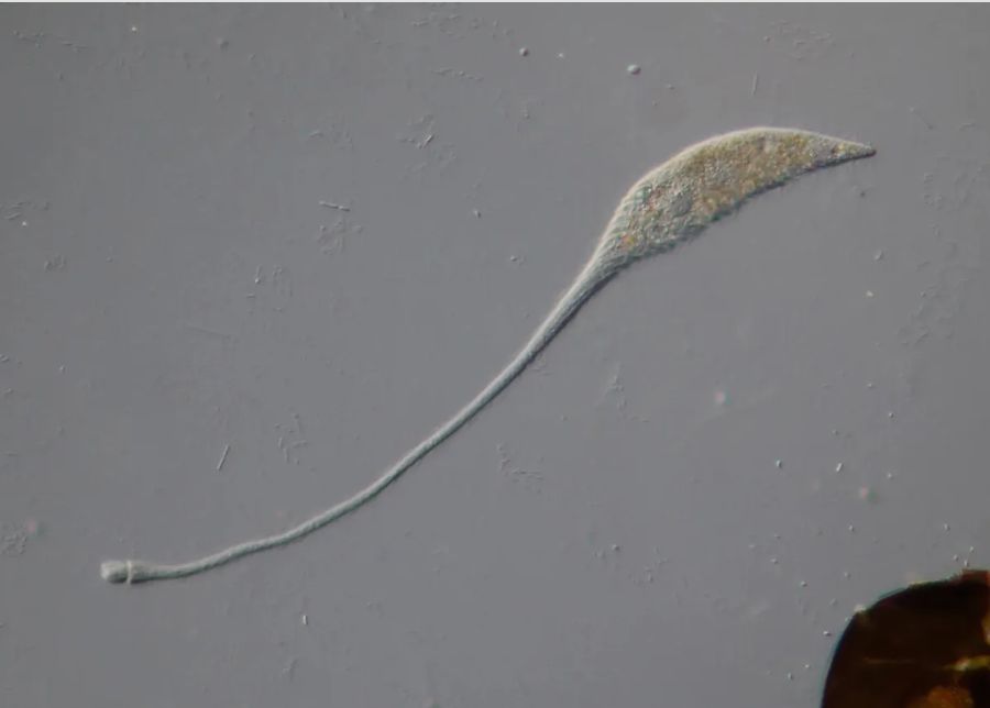 Microbul „Monstrul din Loch Ness” e în stare să-și întindă gâtul până ...