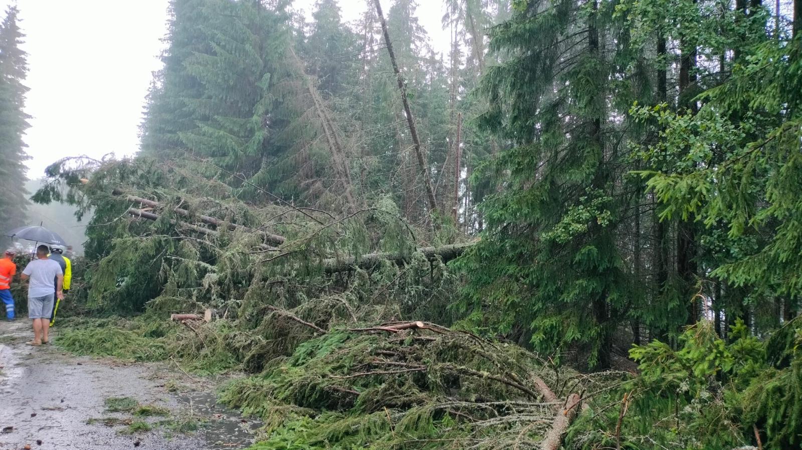 Furtună puternică: Copacii căzuți pe Transalpina au blocat zeci de ...