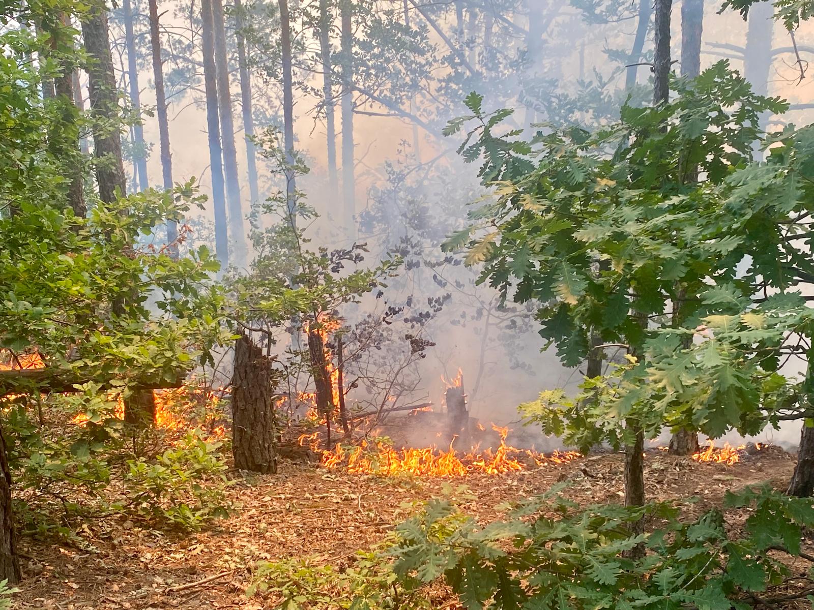Arde un parc natural pe 120 de hectare. Armata a trimis avioane ...