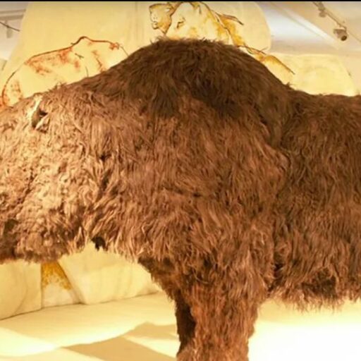 Lumea de sub gheața care se topește: A fost găsit cel mai lung corn de ...