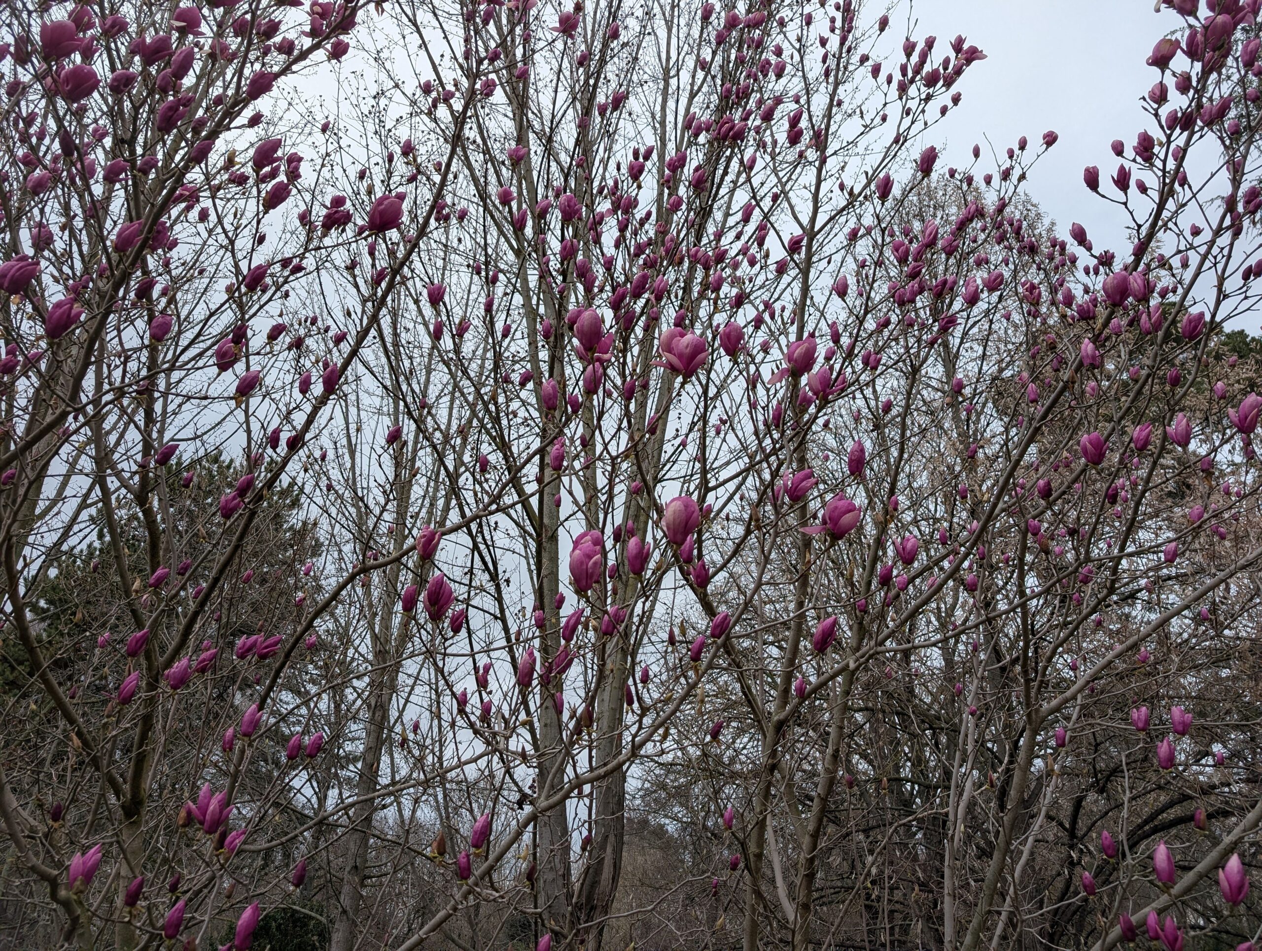 Trump taie Jackson Magnolia, cel mai bătrân copac de la Casa Albă, care ...