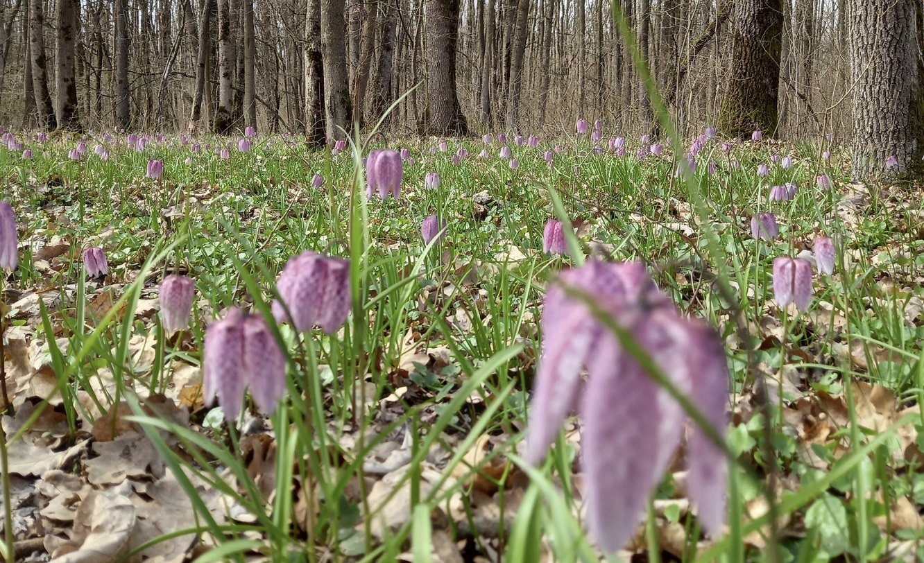 A rare flower, protected by law, has appeared in Timiș River Basin ...