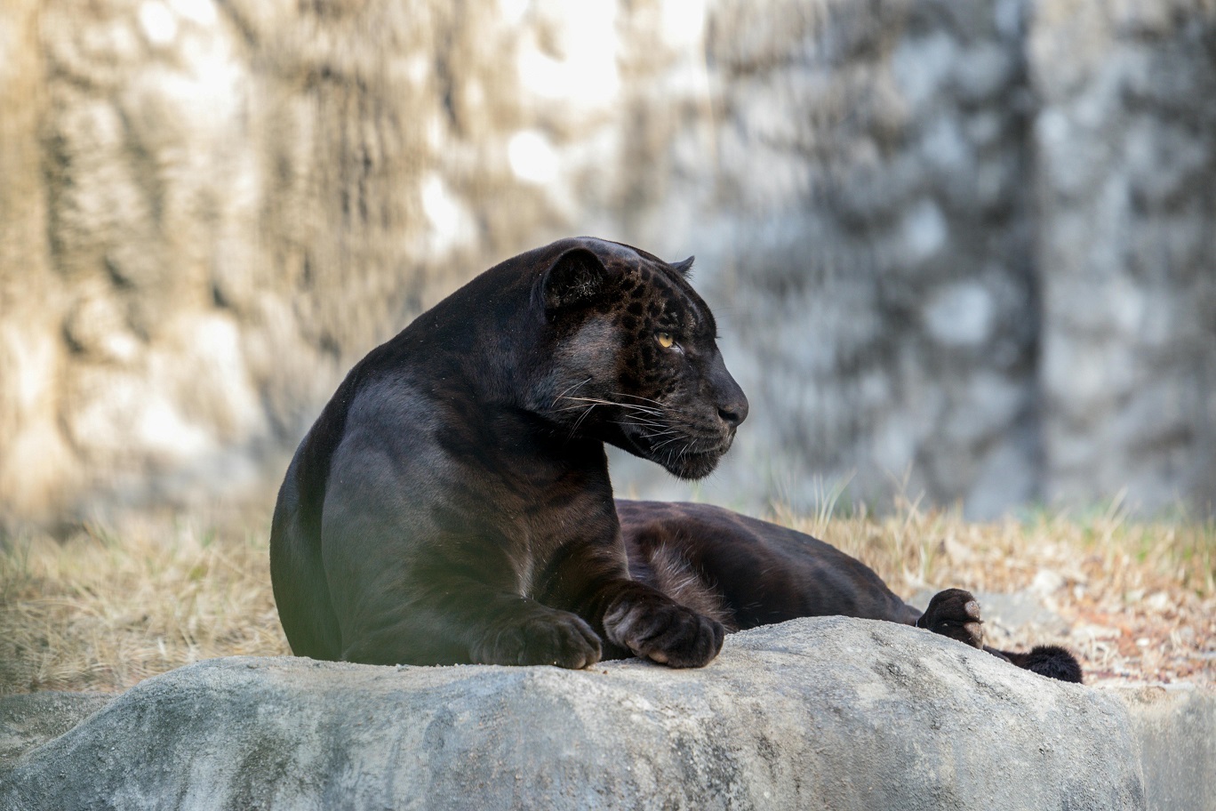 Bulgarii caută cu frenezie o panteră neagră văzută într-un parc (Video ...