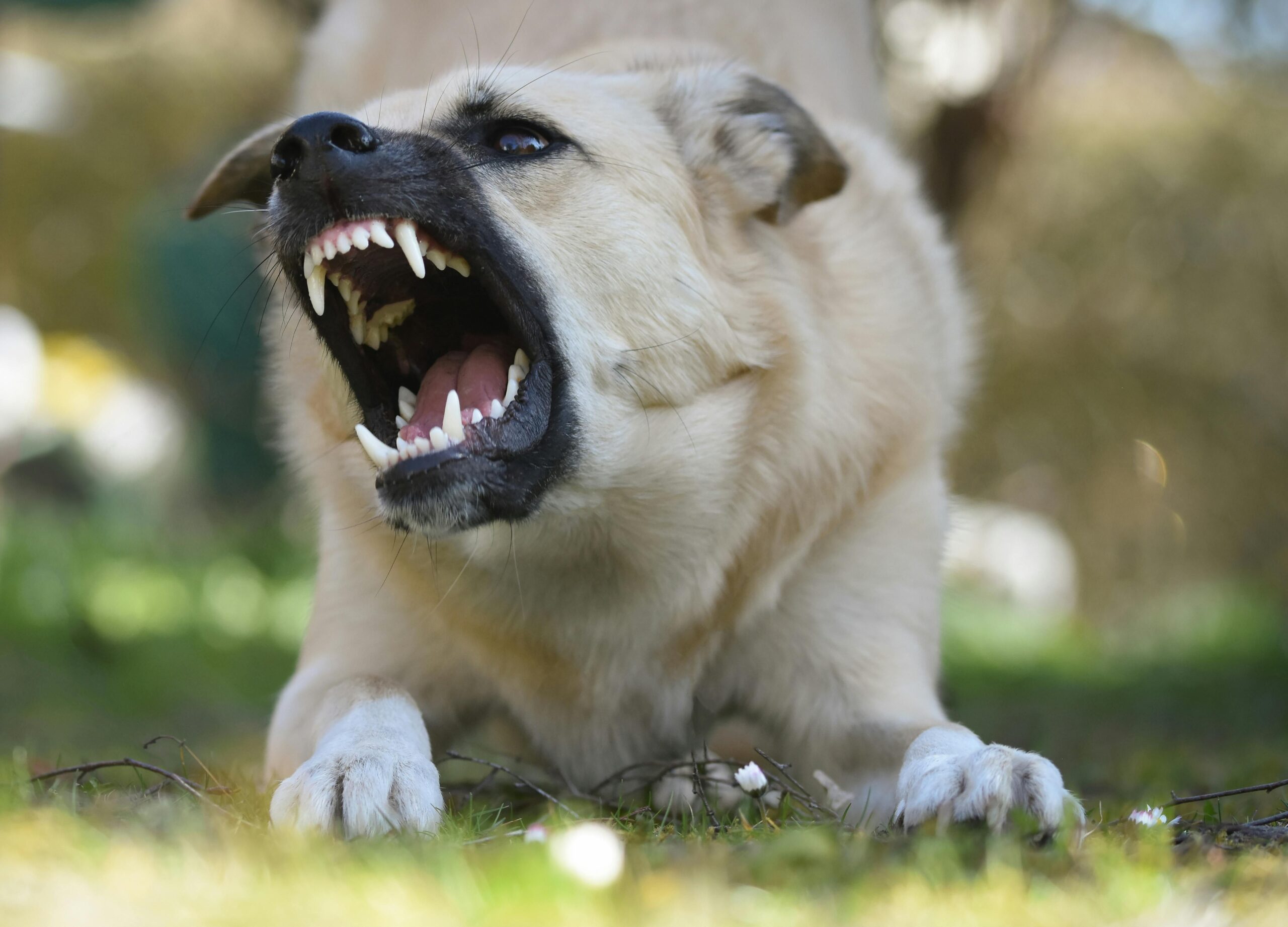 First death caused by rabies in Romania after 13 years - spotmedia.ro