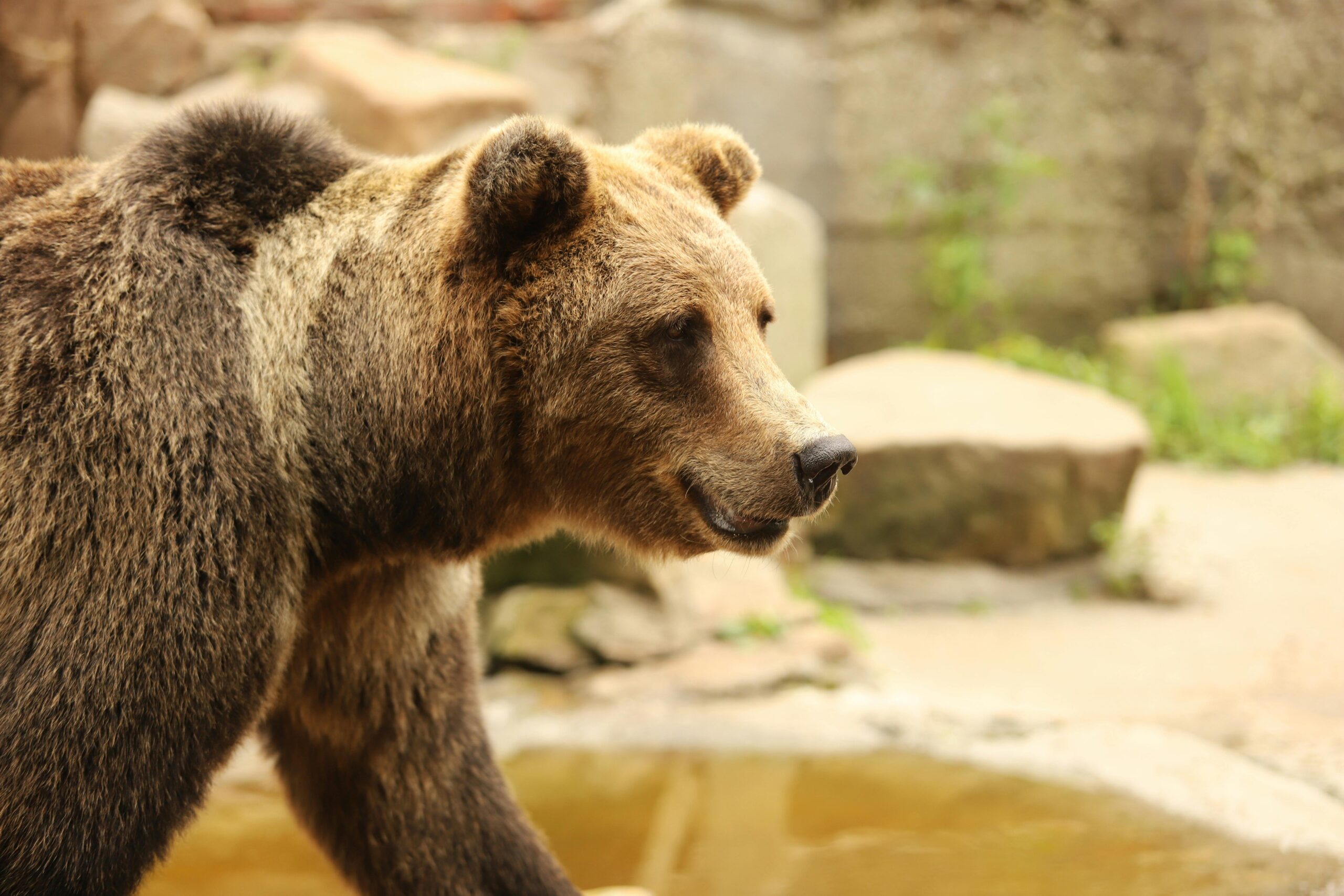 Brașov overrun by bears: Record number of emergency calls in a single ...
