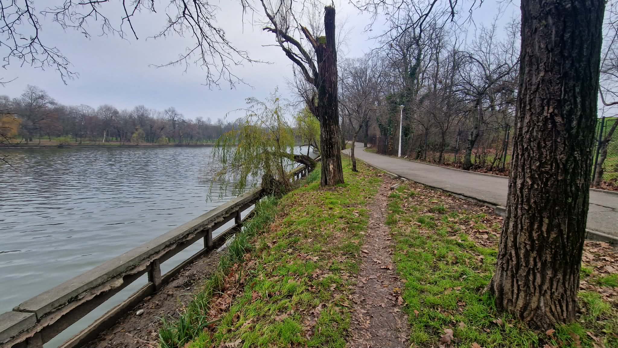 Lacul Herăstrău va fi golit. Rațele ajung pe Lacul Floreasca - spotmedia.ro