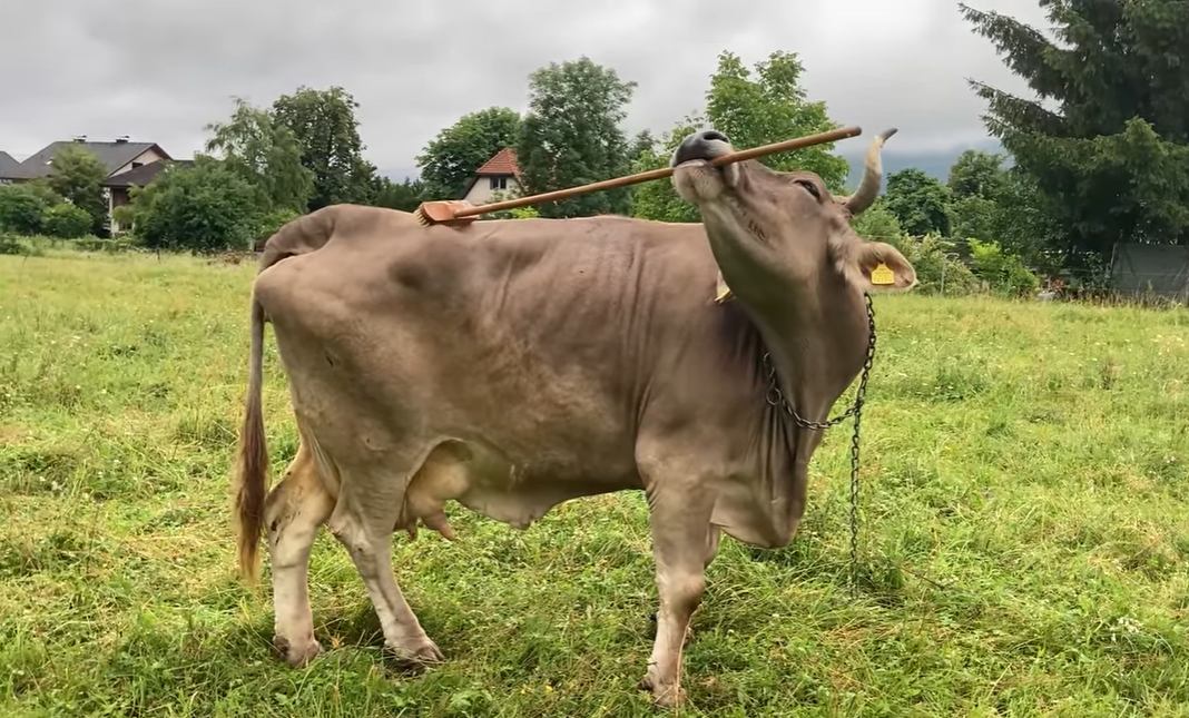 Mai inteligente decât credeam? O vacă obligă comunitatea științifică să ...
