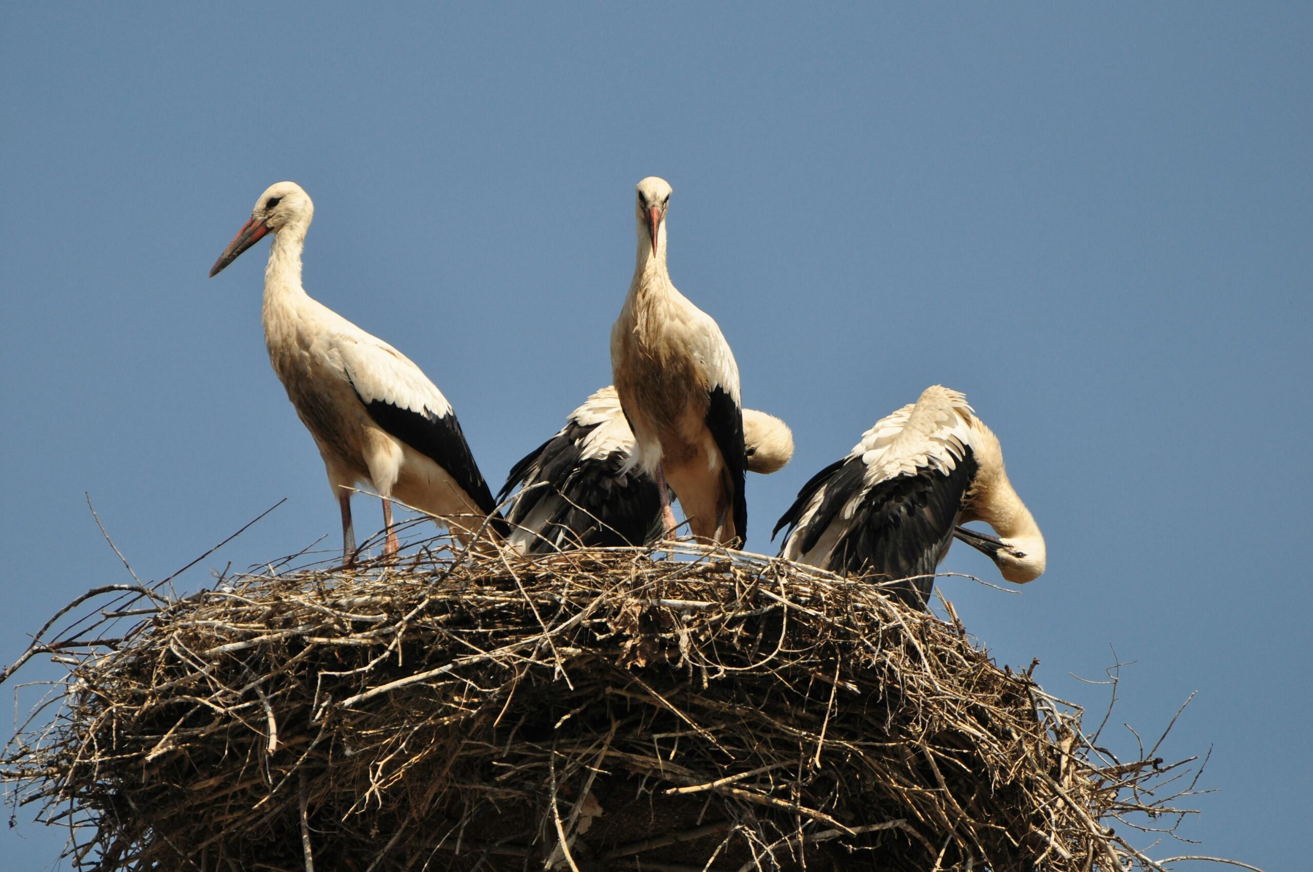 When storks took over a police station in Cluj - spotmedia.ro