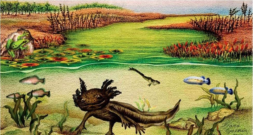 A fost descoperită o fosilă de salamandră înrudită cu celebrul axolotl ...